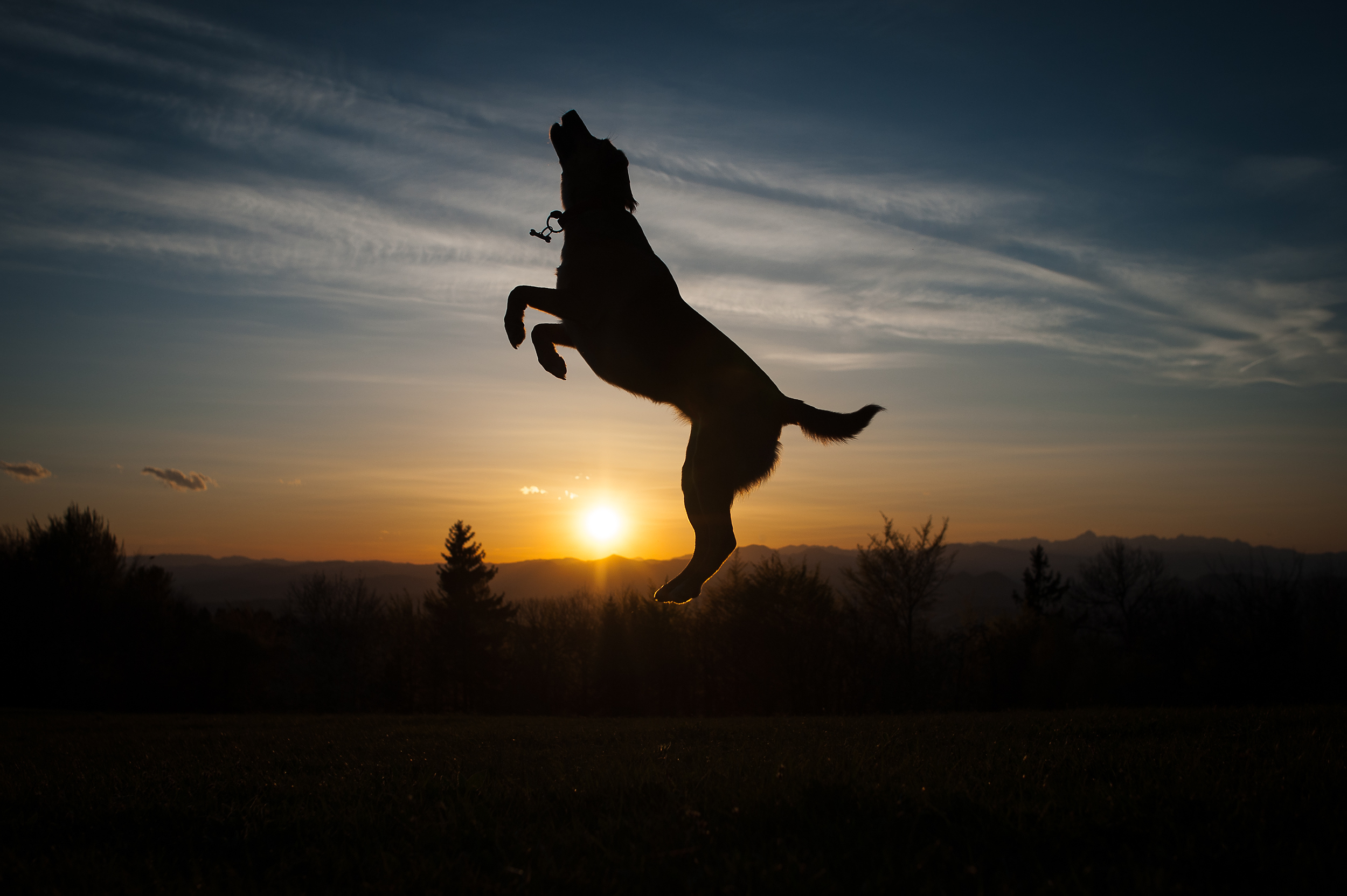 Keeping Your Pet Safe During the Solar Eclipse | Barkly Pets