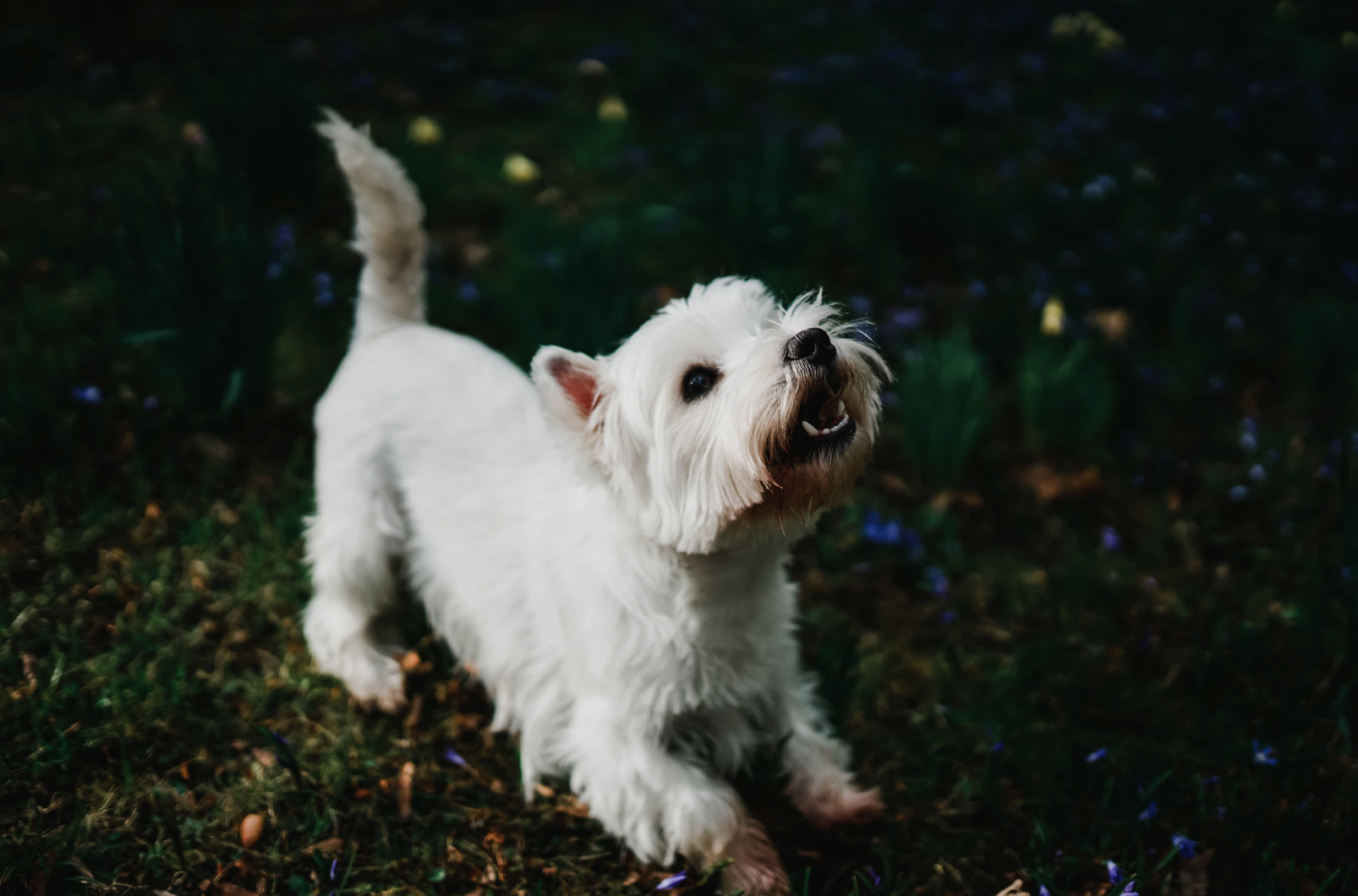 7 Possible Reasons Your Dog Is Misbehaving | Barkly Pets